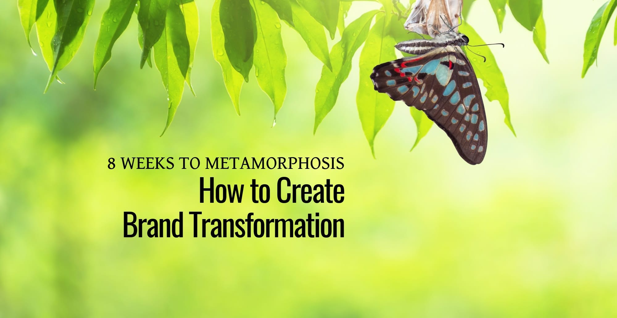 8 Weeks to Metamorphosis: How to Create Brand Transformation | Pamela ...